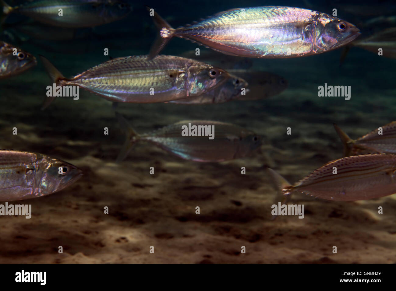 Striped mackerel close-up in the Red Sea Stock Photo - Alamy