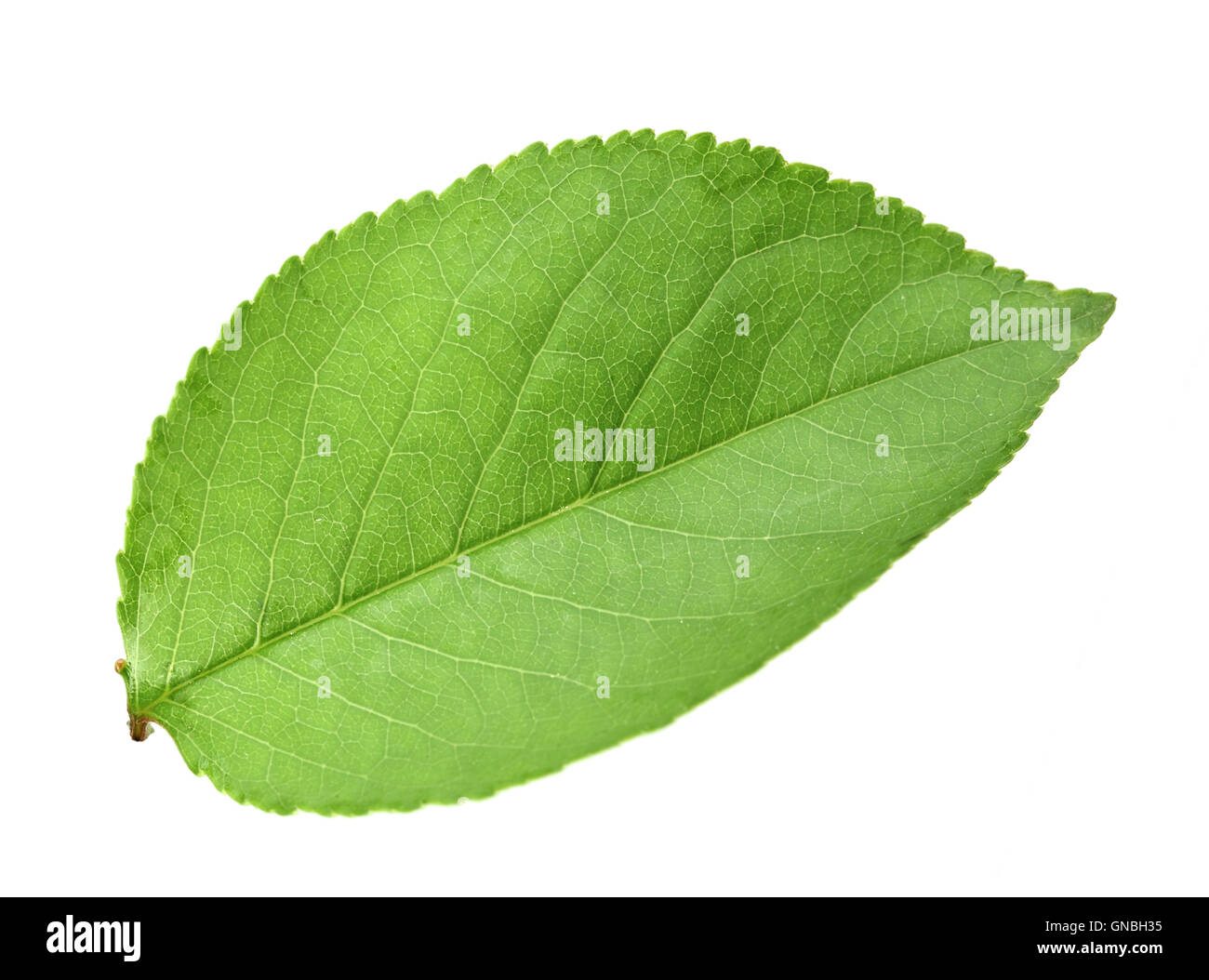 Green leaf tree isolated Cut Out Stock Images & Pictures - Alamy