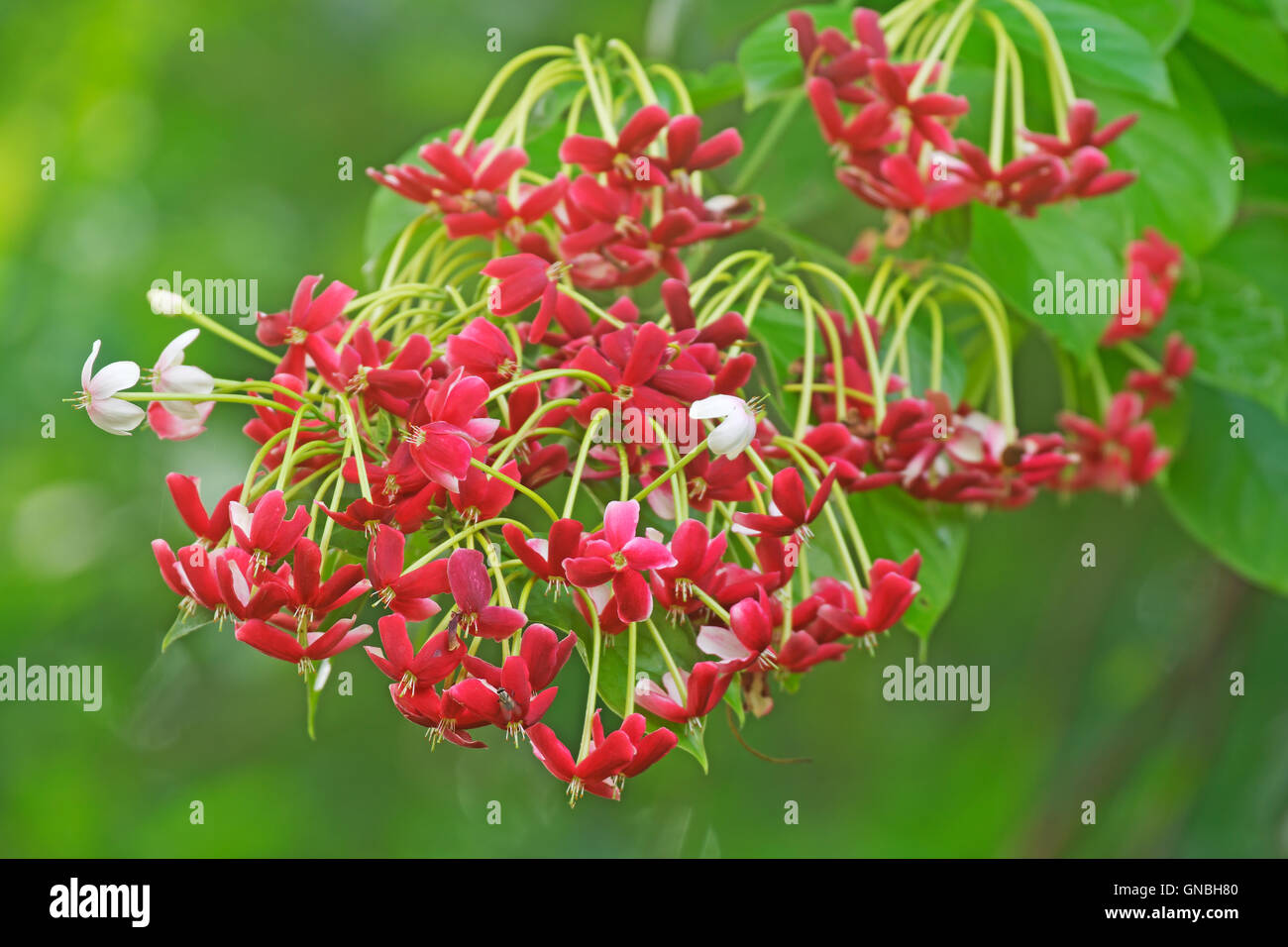 Rangoon creeper hi-res stock photography and images - Alamy