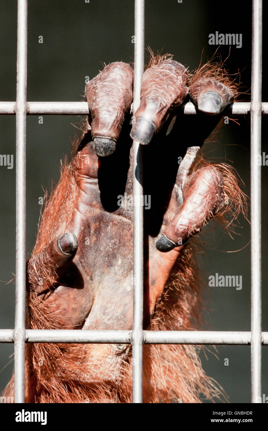 Orangutan hand close-up Stock Photo - Alamy