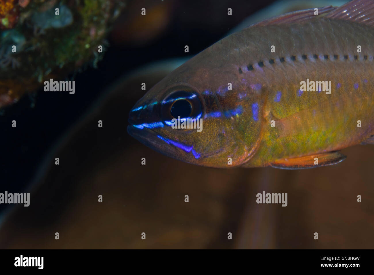 Flower cardinalfish (apogon fleuriu) close-up Stock Photo - Alamy