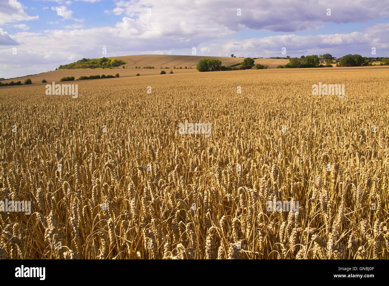English fields of wheat hi-res stock photography and images - Alamy