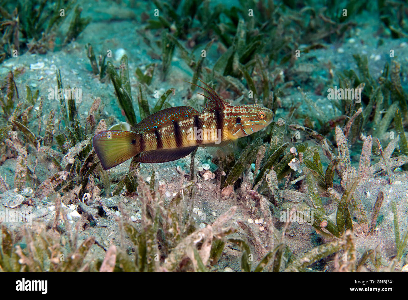 Tailspot goby (amblygobius albimaculatus) in the Red Sea Stock Photo ...