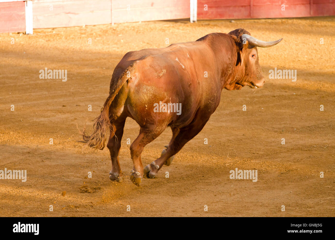 Spanish bull fight horns hi-res stock photography and images - Alamy