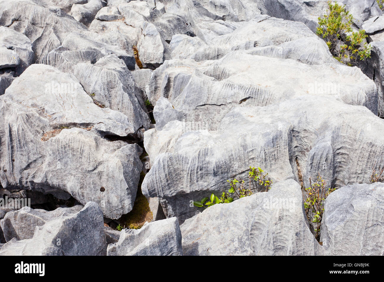 Rainwater carved marble rock called karren Stock Photo - Alamy
