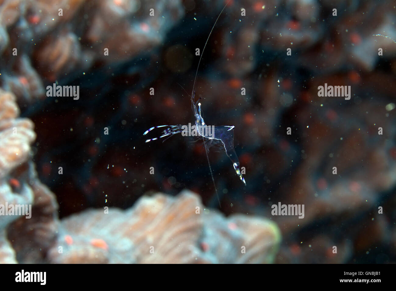 Long-arm cleaner shrimp (periclemenes longicarpus) in the Red Sea Stock ...