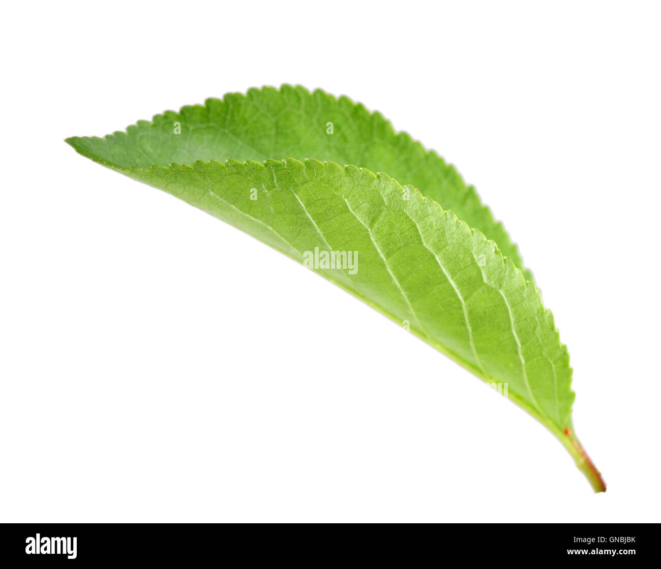 Tree leaf photo hi-res stock photography and images - Alamy