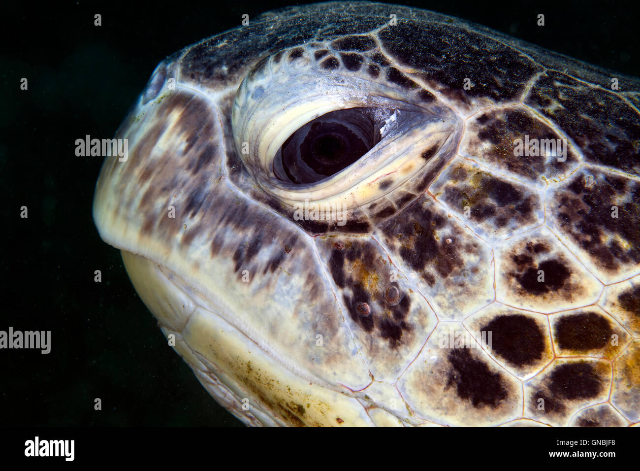 Green turtle portrait in the Red Sea Stock Photo - Alamy