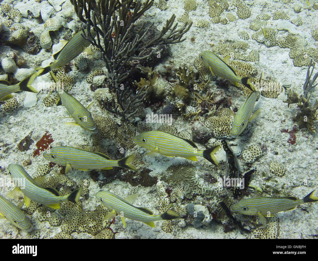 Blue stripped grunt Stock Photo - Alamy