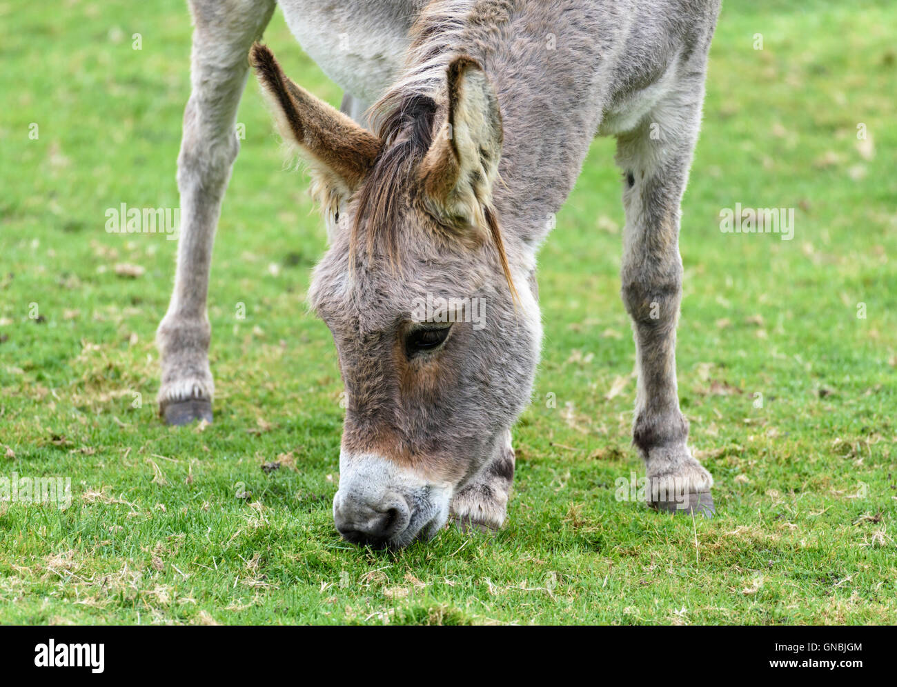 Head, neck & forelegs of a gray donkey grazing on grass Stock Photo - Alamy