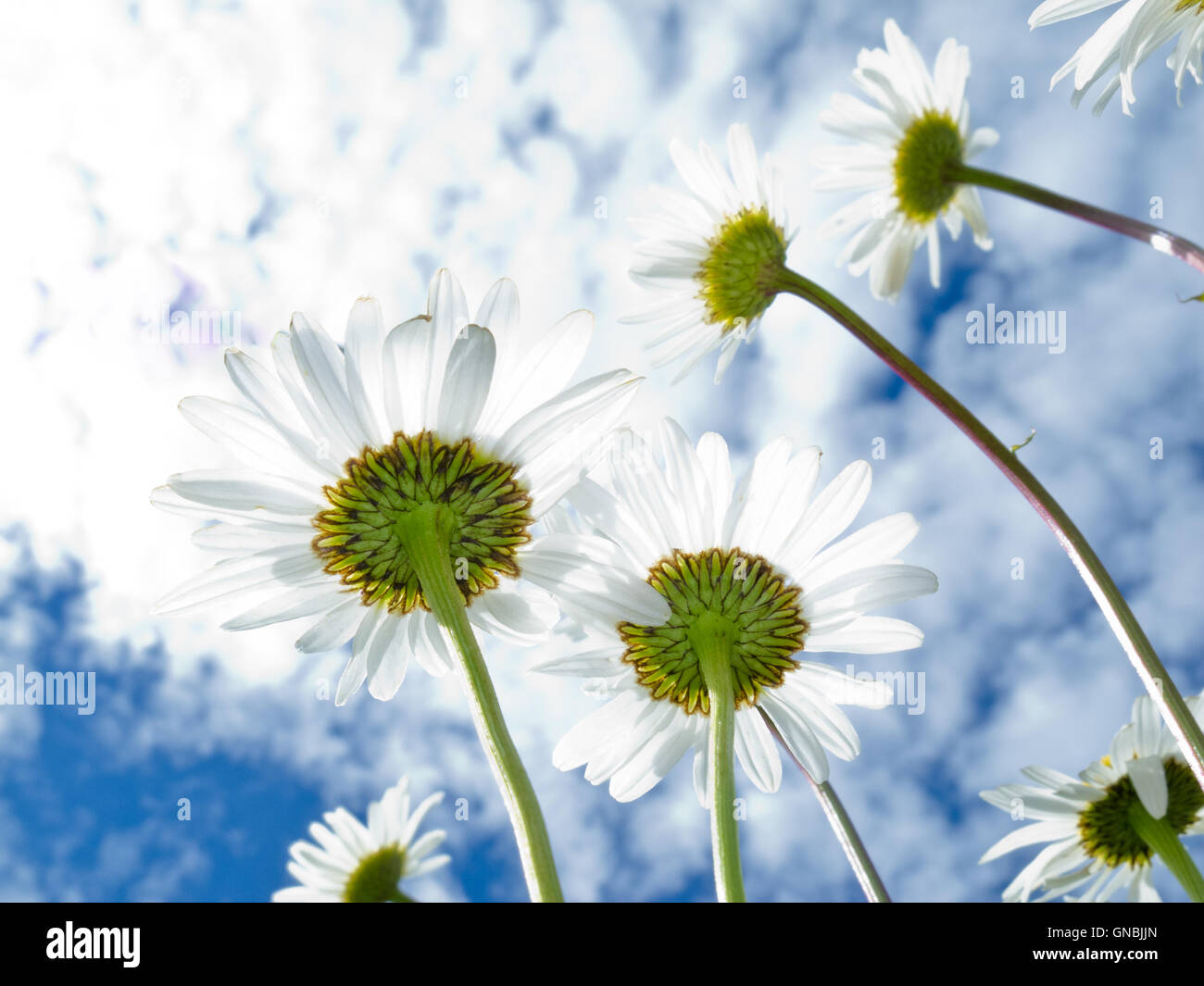 Close-up shot of white daisy flowers from below Stock Photo - Alamy
