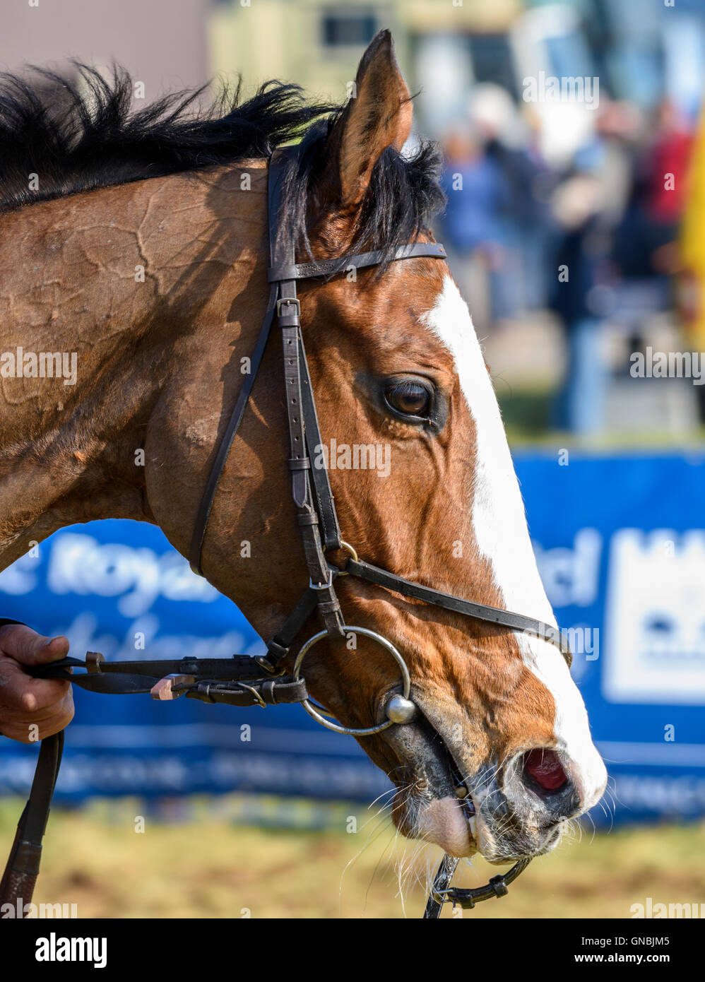 Portrait of a bay working hunter with a white blaze wearing a bridle ...