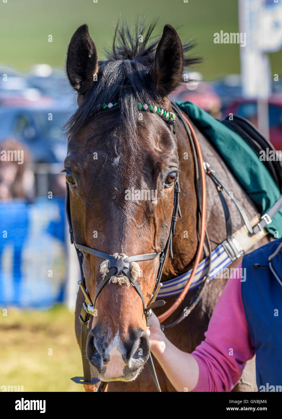 Portrait of a bay working hunter wearing a grackle bridle Stock Photo ...