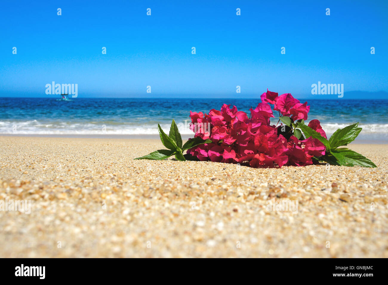 Tropical Beach Flowers Stock Photo - Alamy