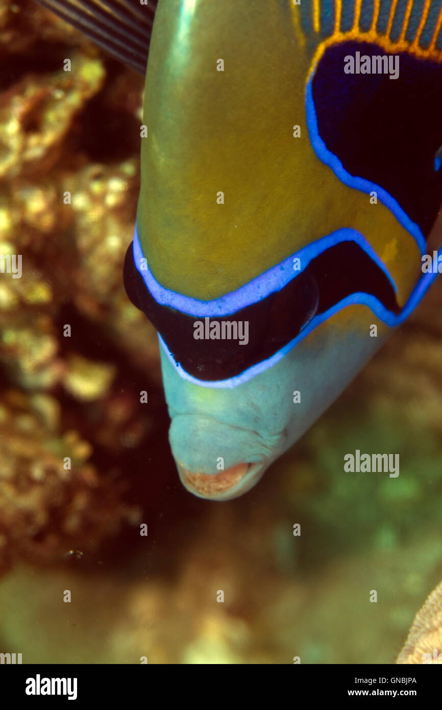 Emperor angelfish in the Red Sea Stock Photo - Alamy