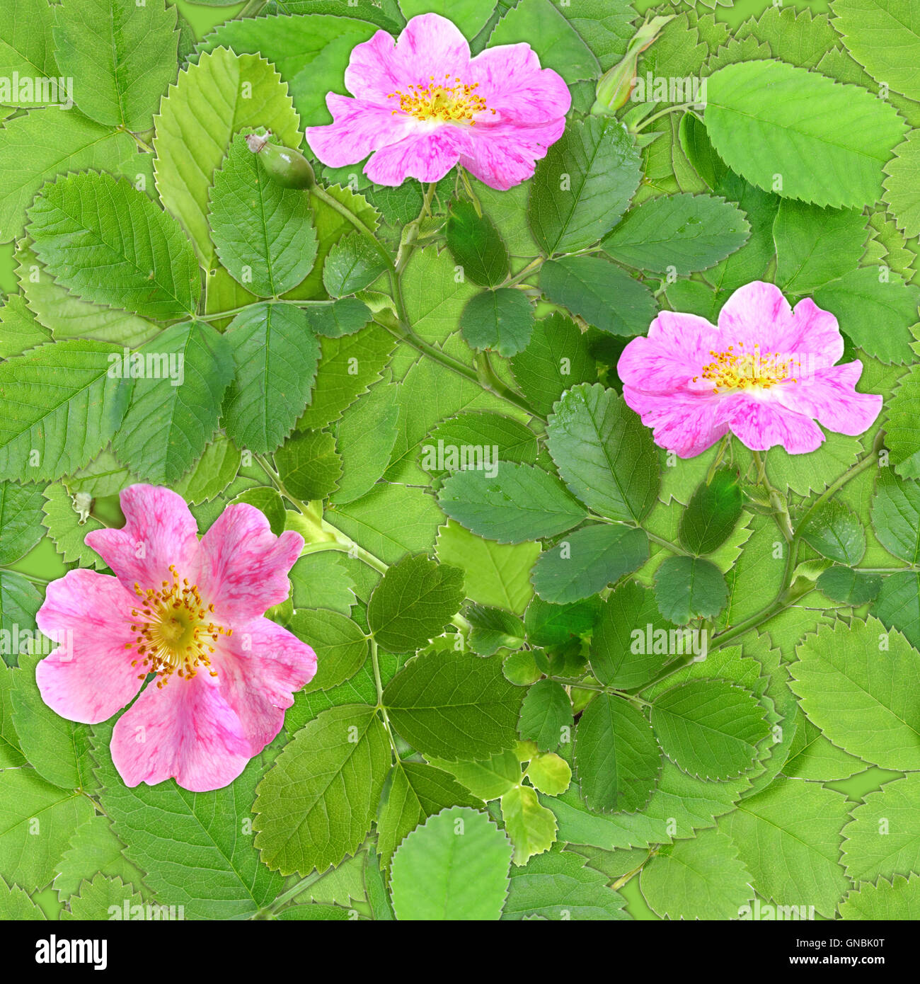 Pink dog rose hi-res stock photography and images - Alamy