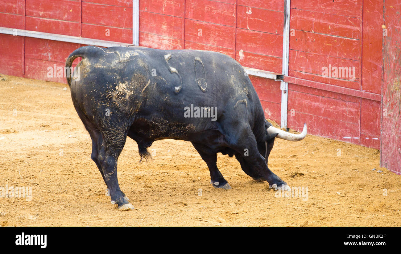Spanish bull fight horns hi-res stock photography and images - Alamy