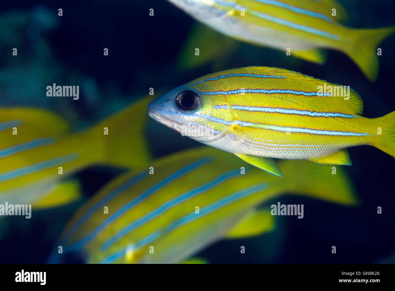 Striped snapper hi-res stock photography and images - Alamy