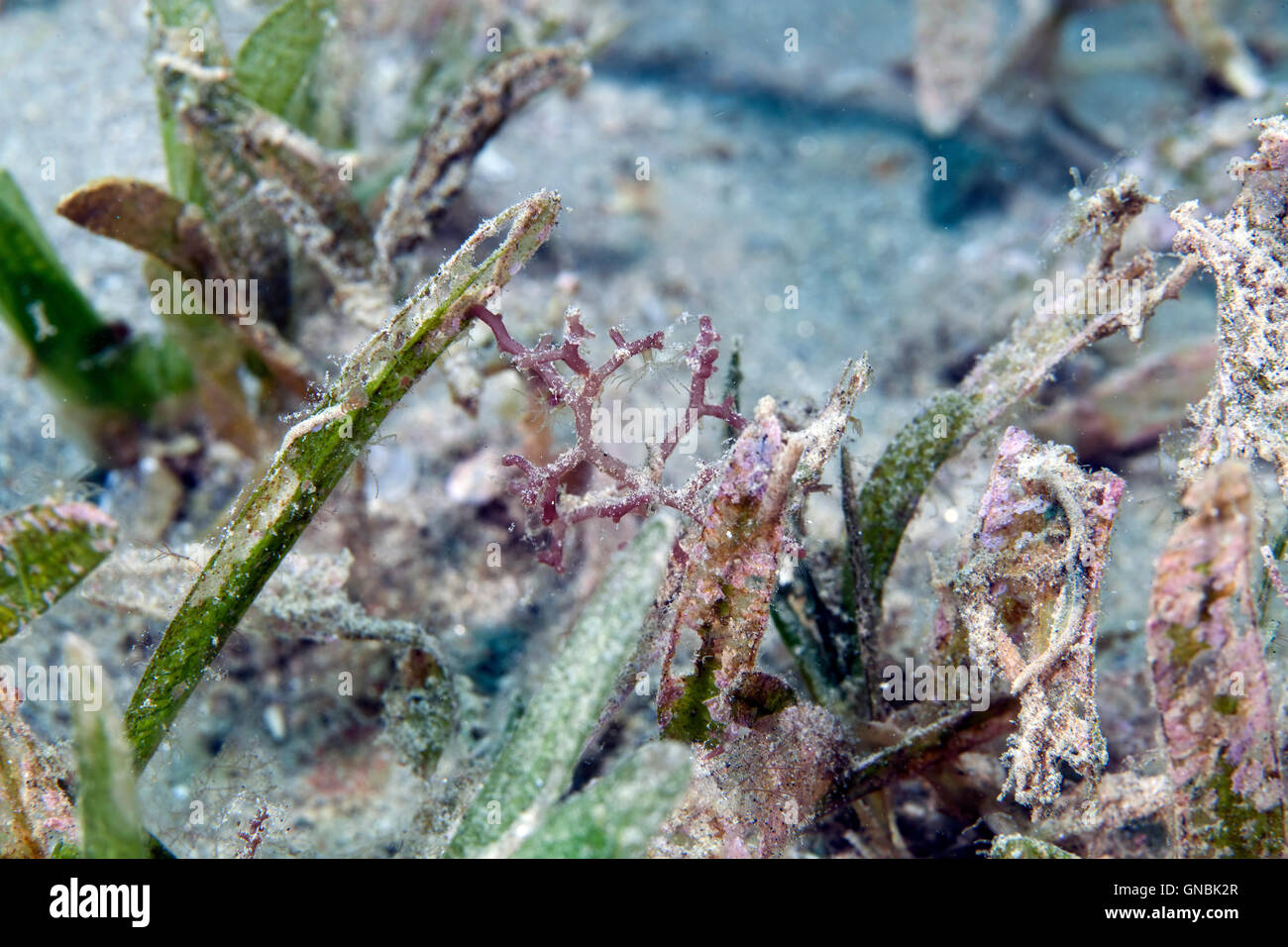 Detail of coral growth on seagrass in the Red sea Stock Photo - Alamy