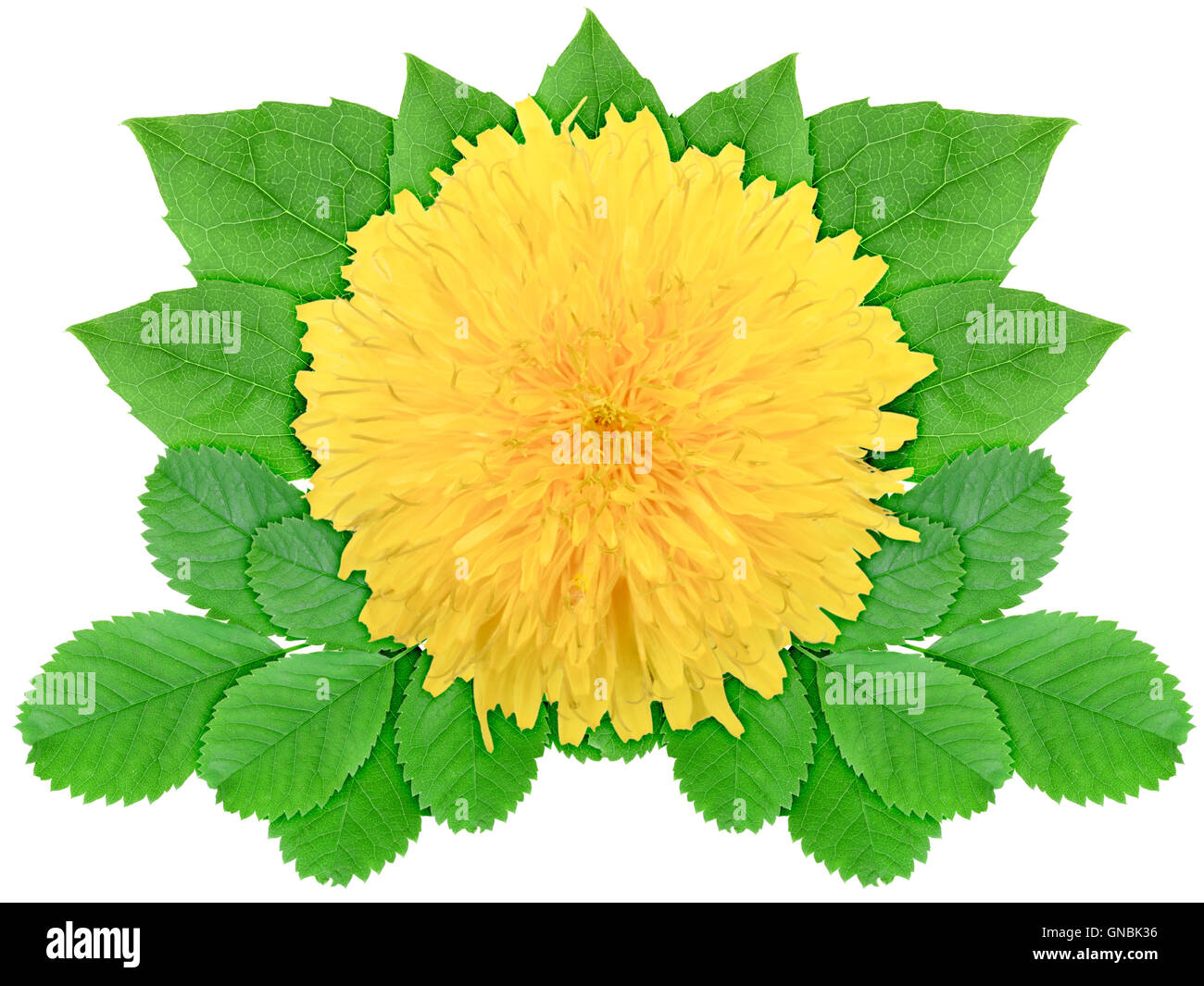 Yellow flower with green leaf Stock Photo - Alamy