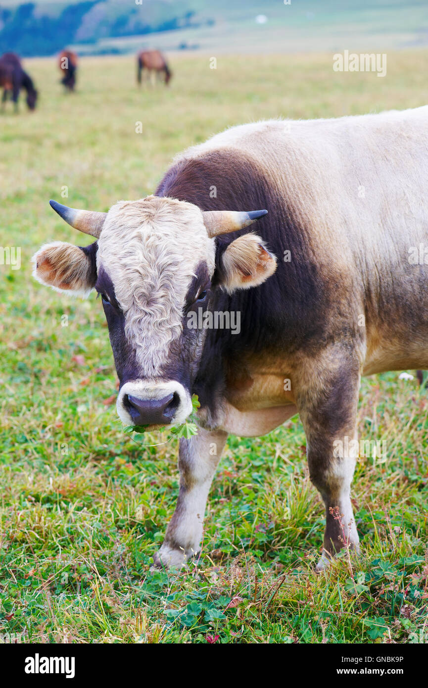 Young bull in a pasture Stock Photo - Alamy