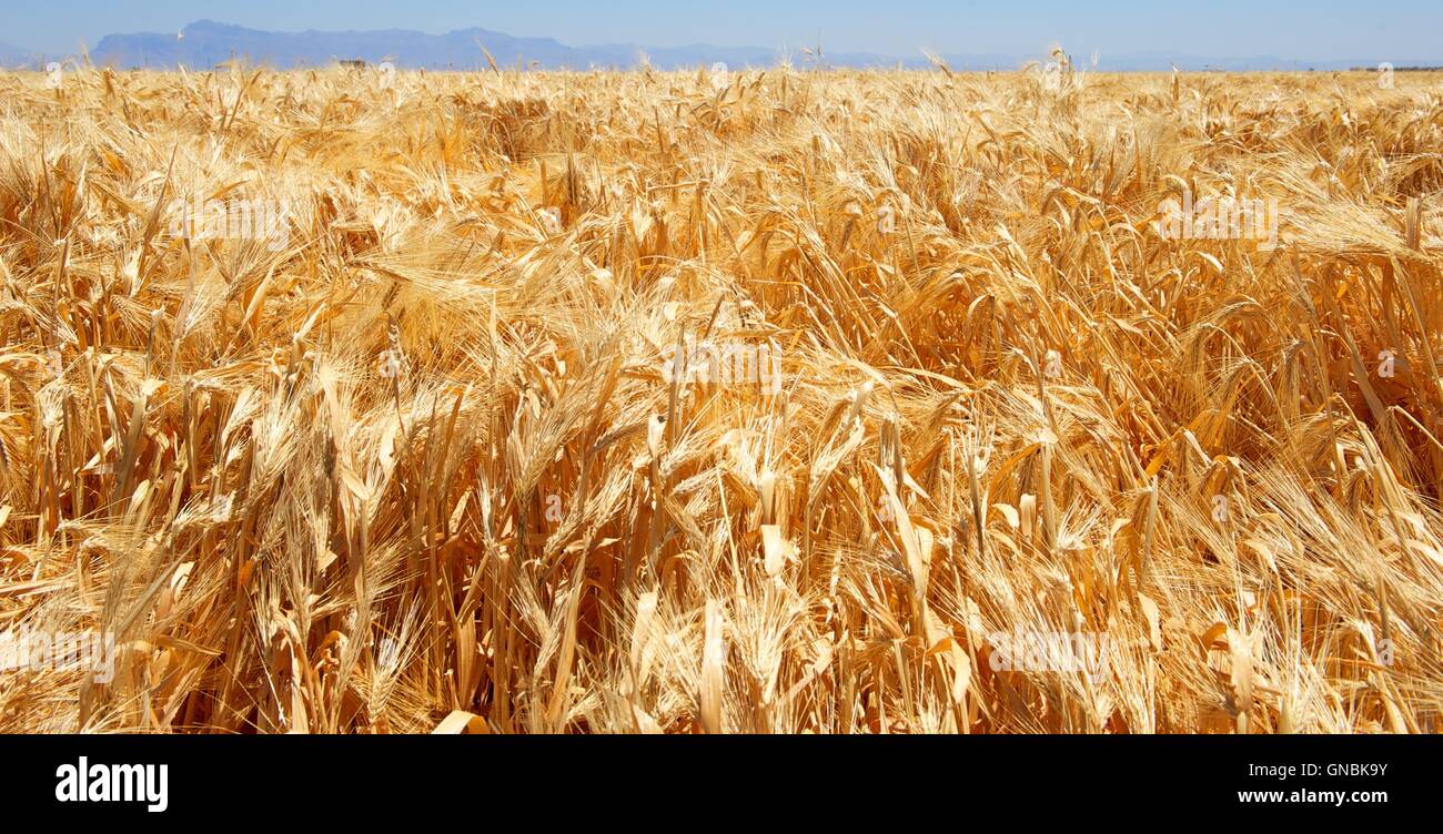 Golden Field of Wheat Stock Photo - Alamy