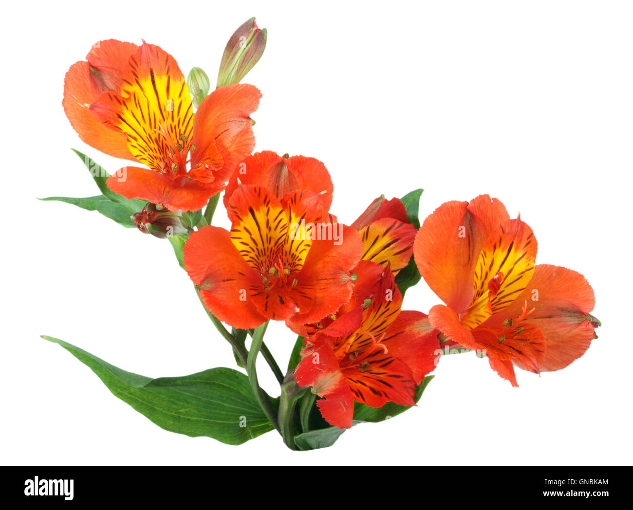 Orange flowers and green leaf Stock Photo - Alamy