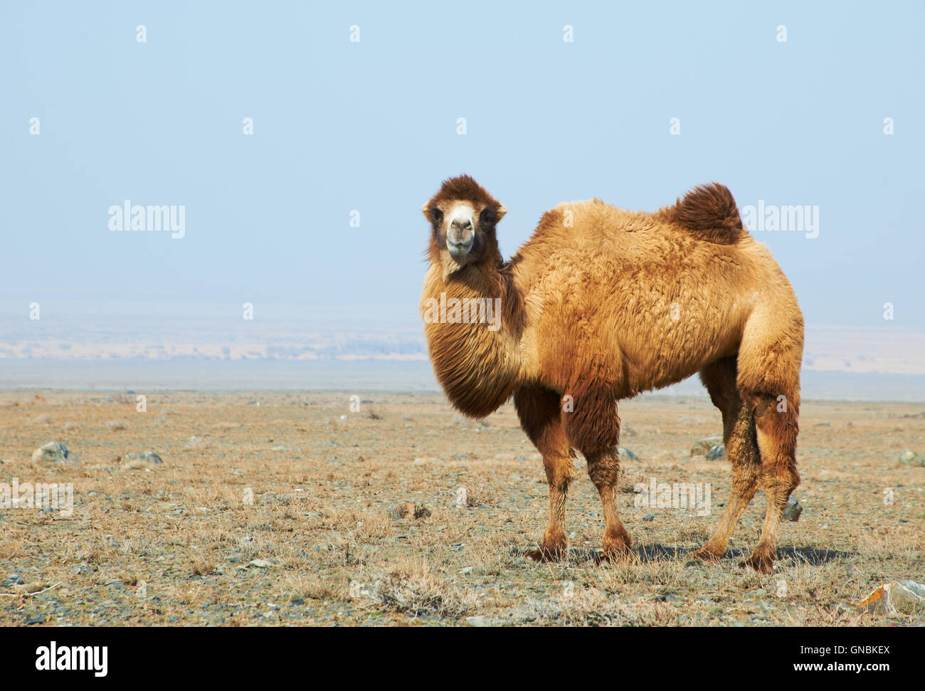 Arabic camel hi-res stock photography and images - Alamy