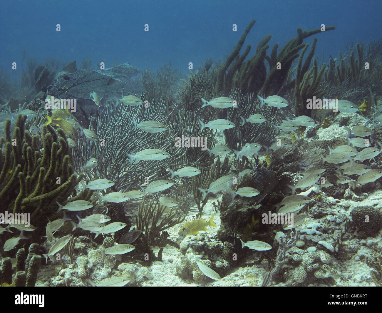 School of fish Stock Photo - Alamy