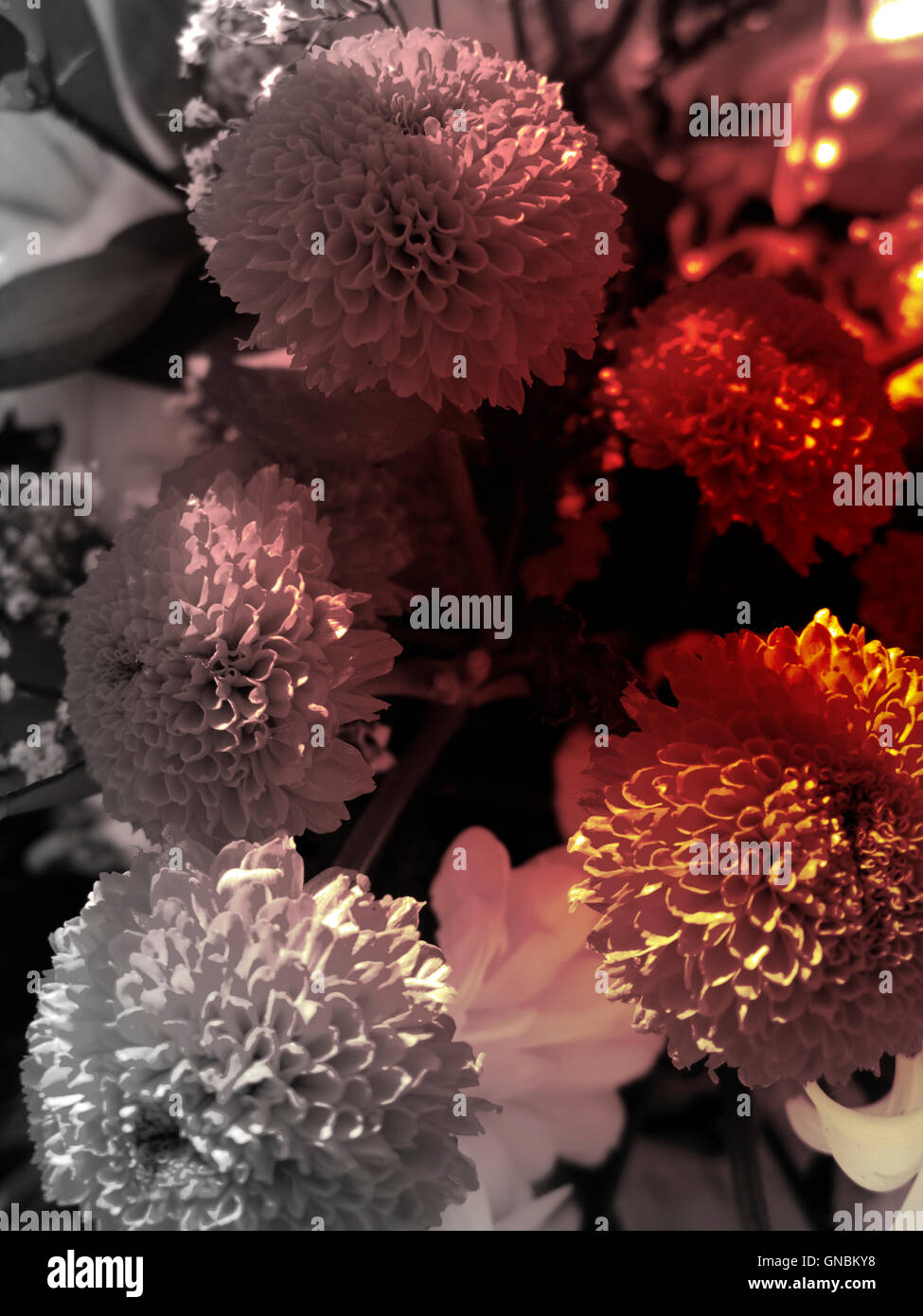 Plant apocalyptic, end of the world concept, global warming Stock Photo ...