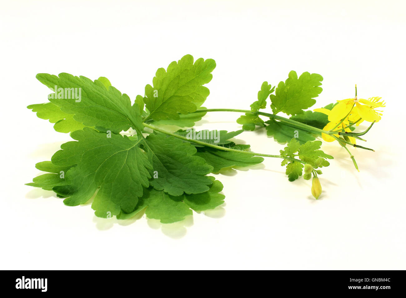 Celandine root hi-res stock photography and images - Alamy