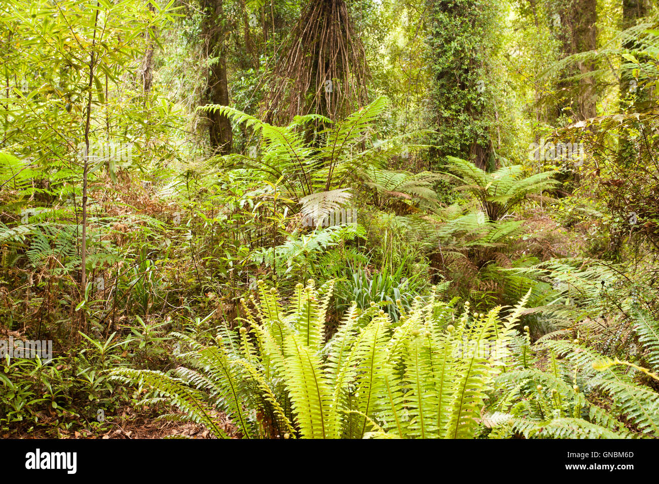 Lush green sub-tropical NZ rainforest Stock Photo - Alamy