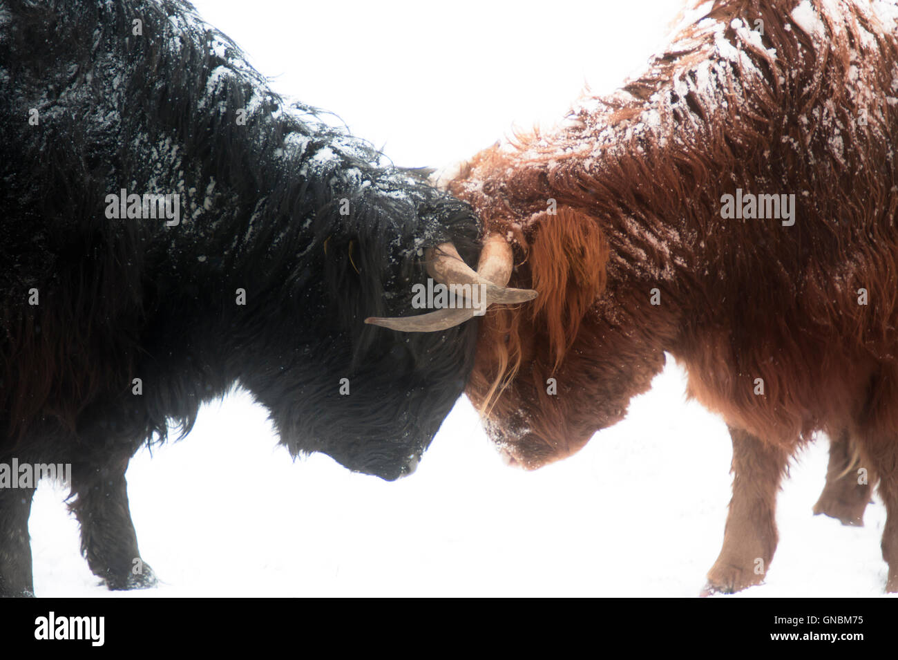 Scottish highland cows fighting in snow Stock Photo - Alamy