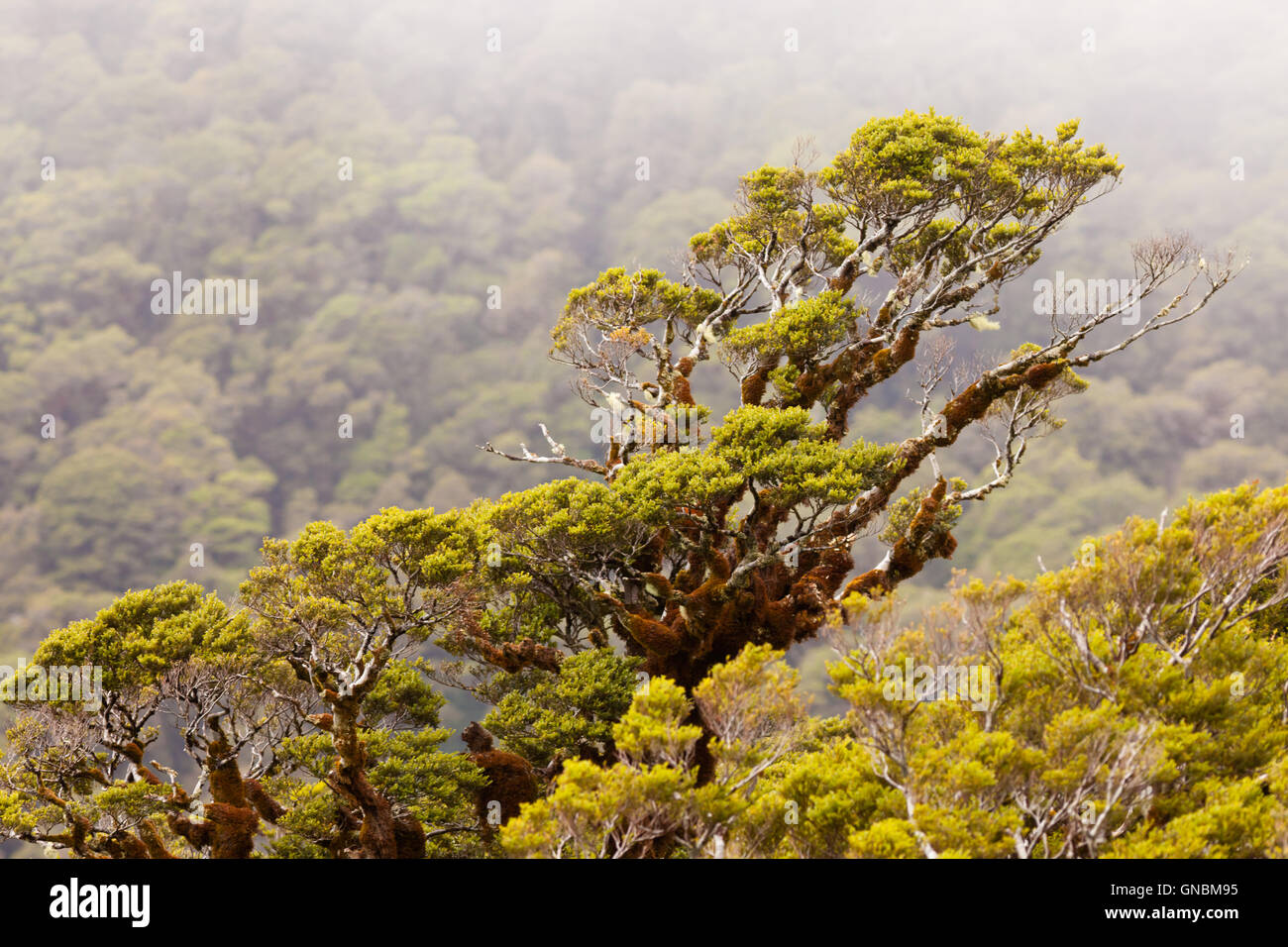 Mountain beech rain forest in Fjordland NP, NZ Stock Photo - Alamy