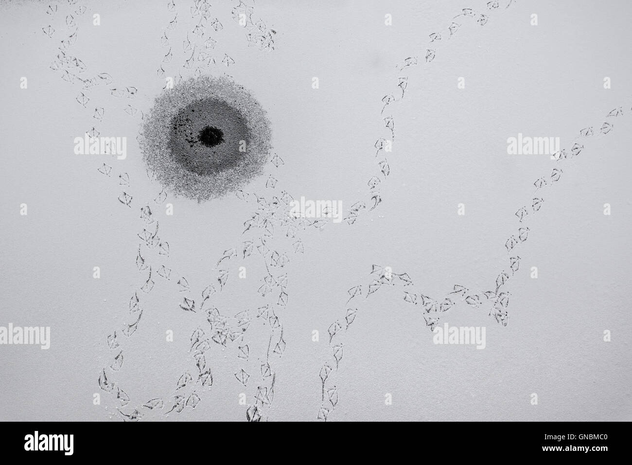 Duck feet hi-res stock photography and images - Alamy