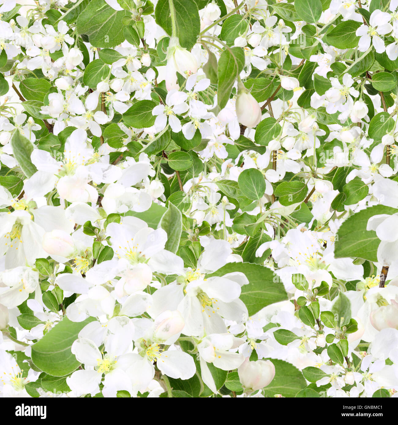 Abstract background of apple-tree branch Stock Photo - Alamy