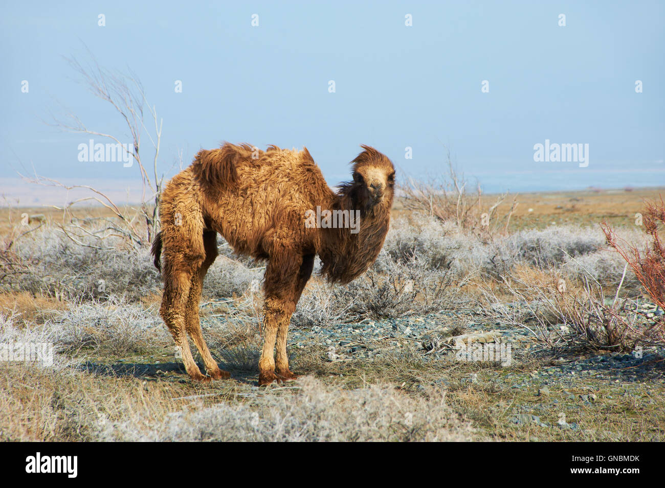 Small camel hi-res stock photography and images - Alamy