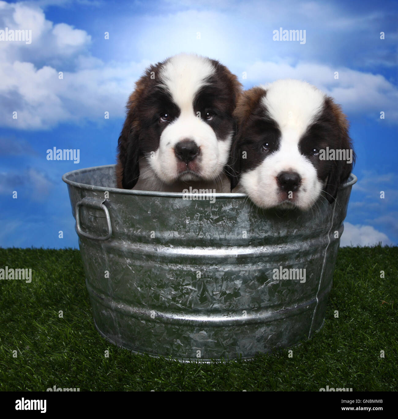 Adorable Saint Bernard Pups Stock Photo - Alamy