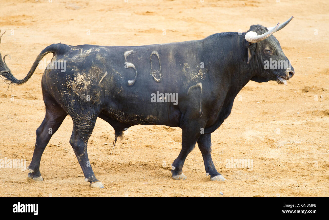 Spanish black bull in the bullring with sand Stock Photo - Alamy