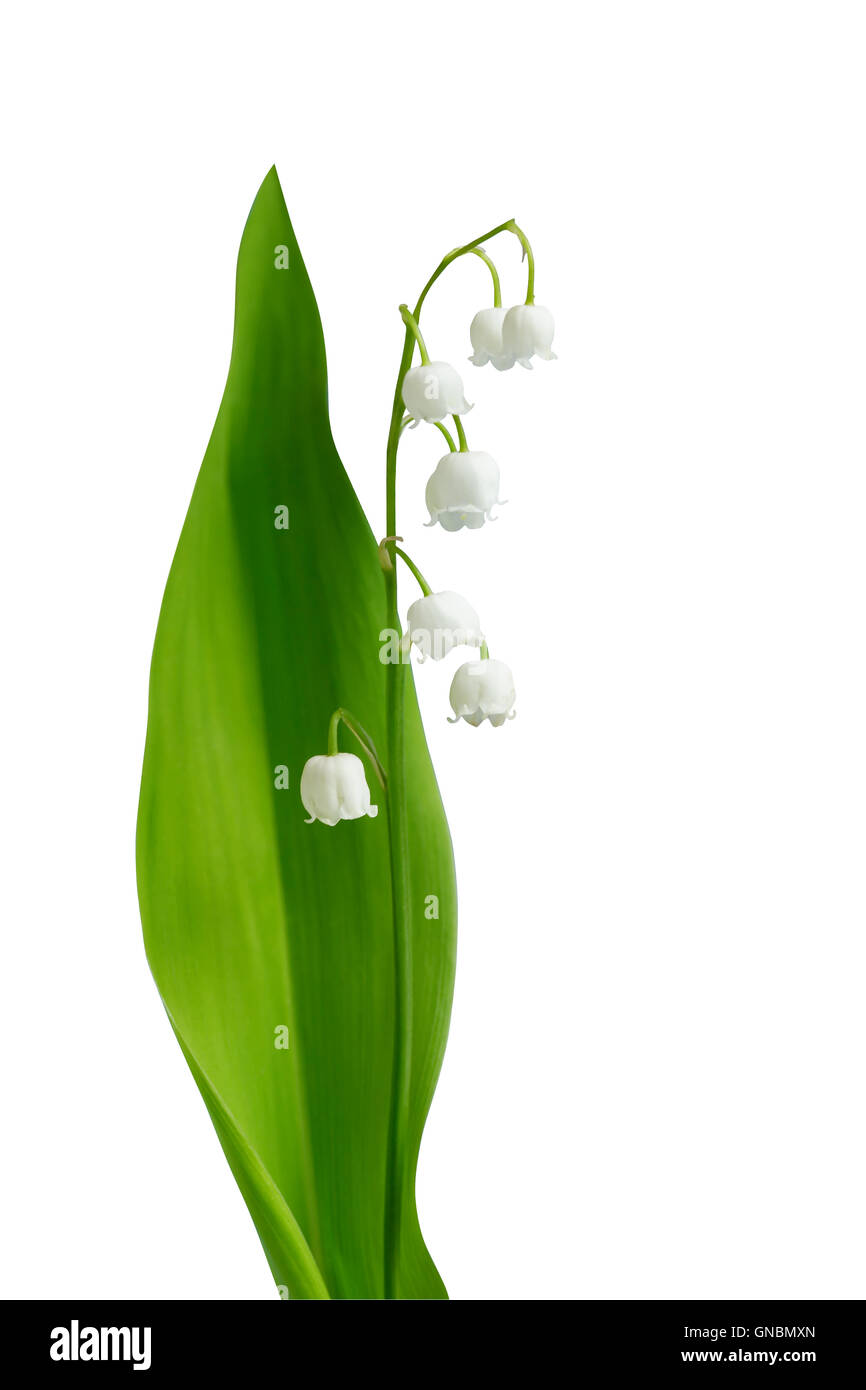 Single flower stem hi-res stock photography and images - Alamy