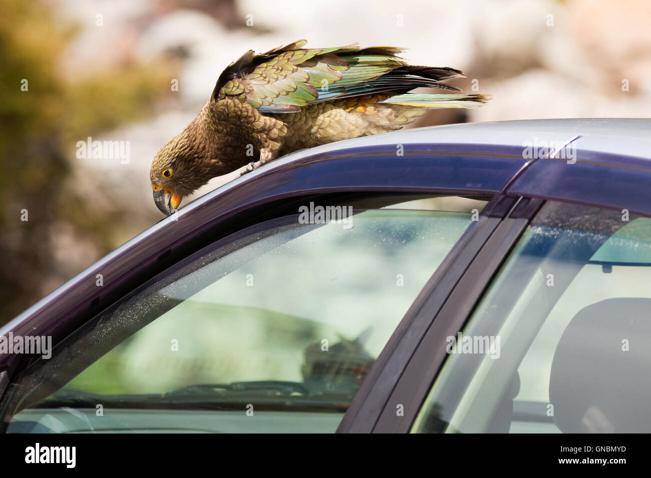 Car native wildlife hi-res stock photography and images - Alamy