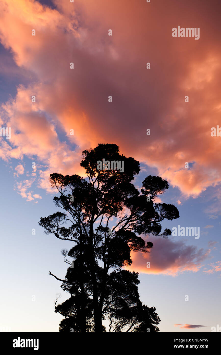 Tall tree against a dramatic sunset clouds sky Stock Photo - Alamy