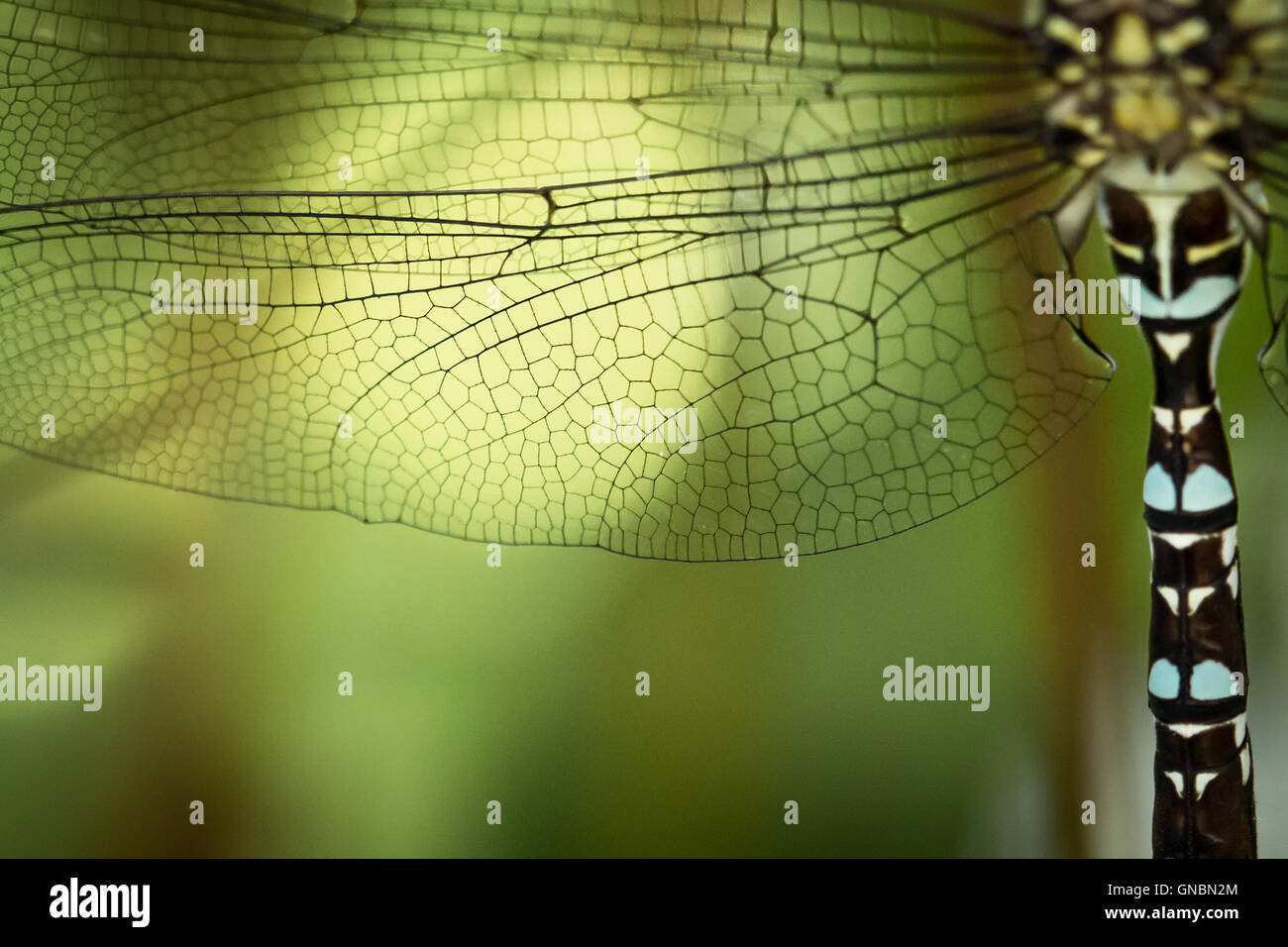 macro image of a dragonfly's wing Stock Photo - Alamy