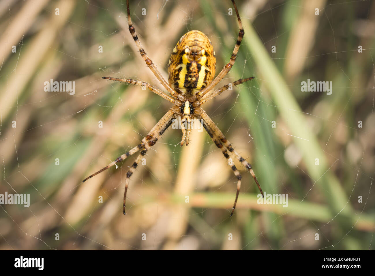 Wasp spider seen from below Stock Photo - Alamy