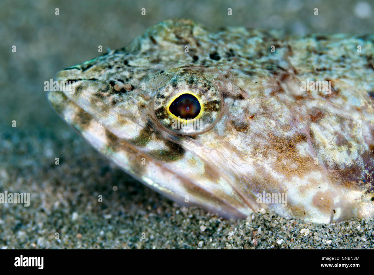 Close-up of a lizardfish in the Red Sea Stock Photo - Alamy