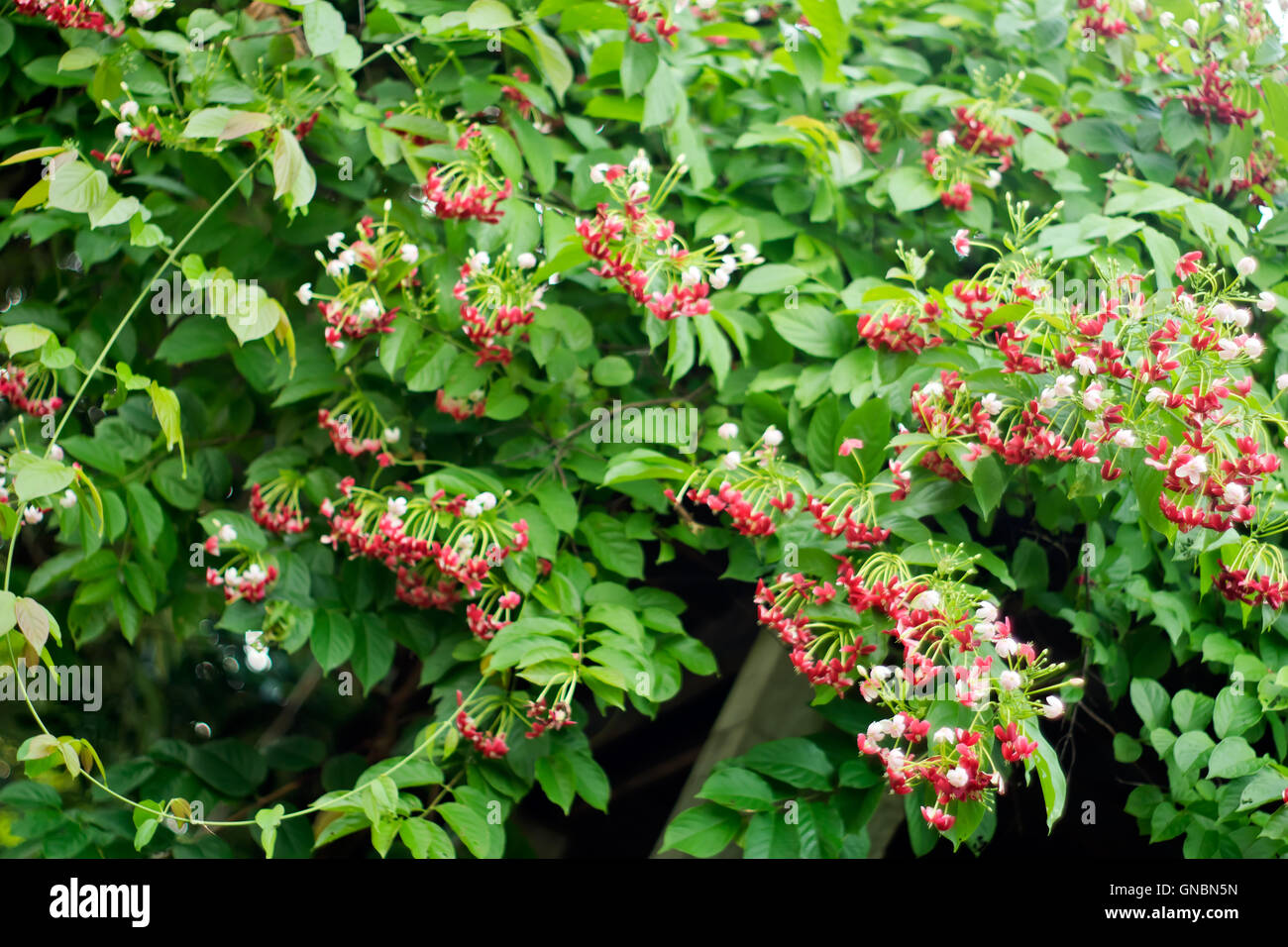 Rangoon creeper hi-res stock photography and images - Alamy