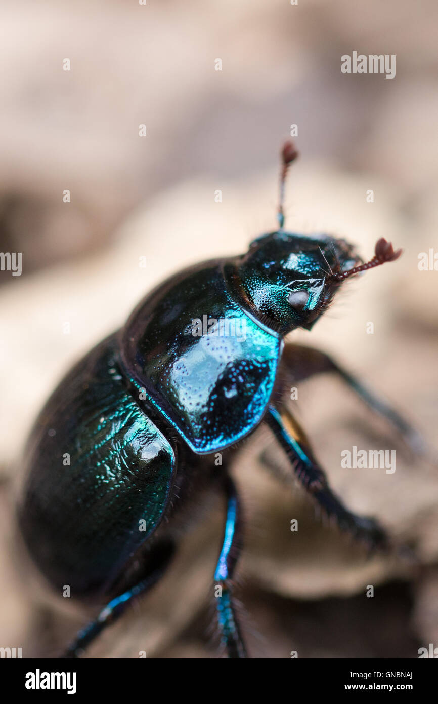 Dung beetle closeup Stock Photo - Alamy