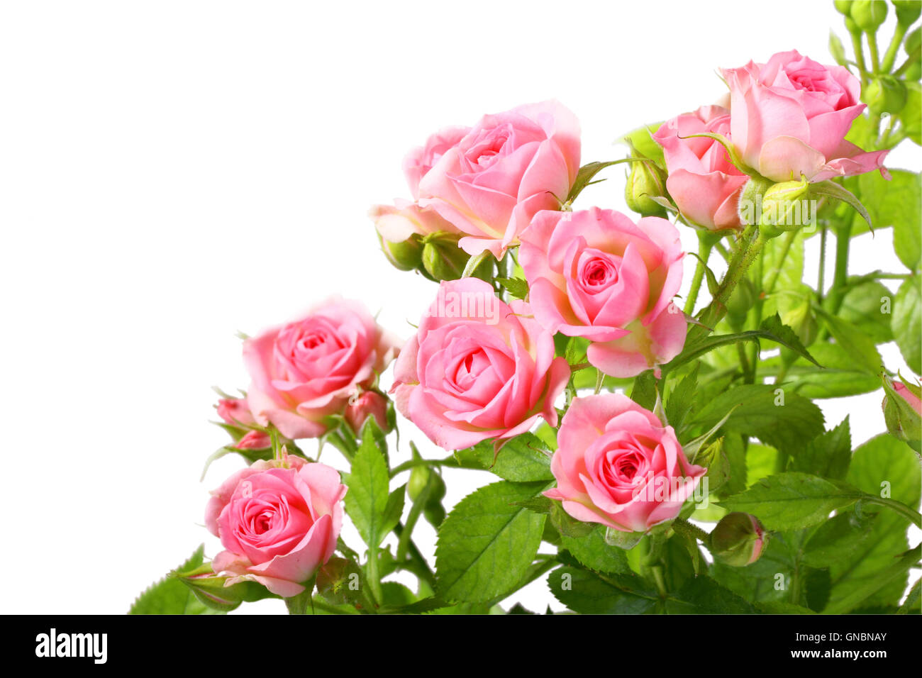 Group of roses hi-res stock photography and images - Alamy