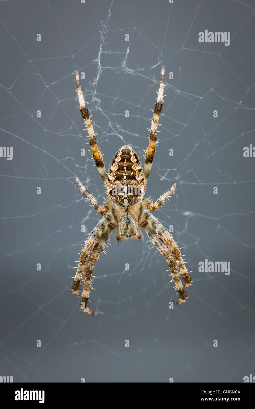 Catch spiders hi-res stock photography and images - Alamy