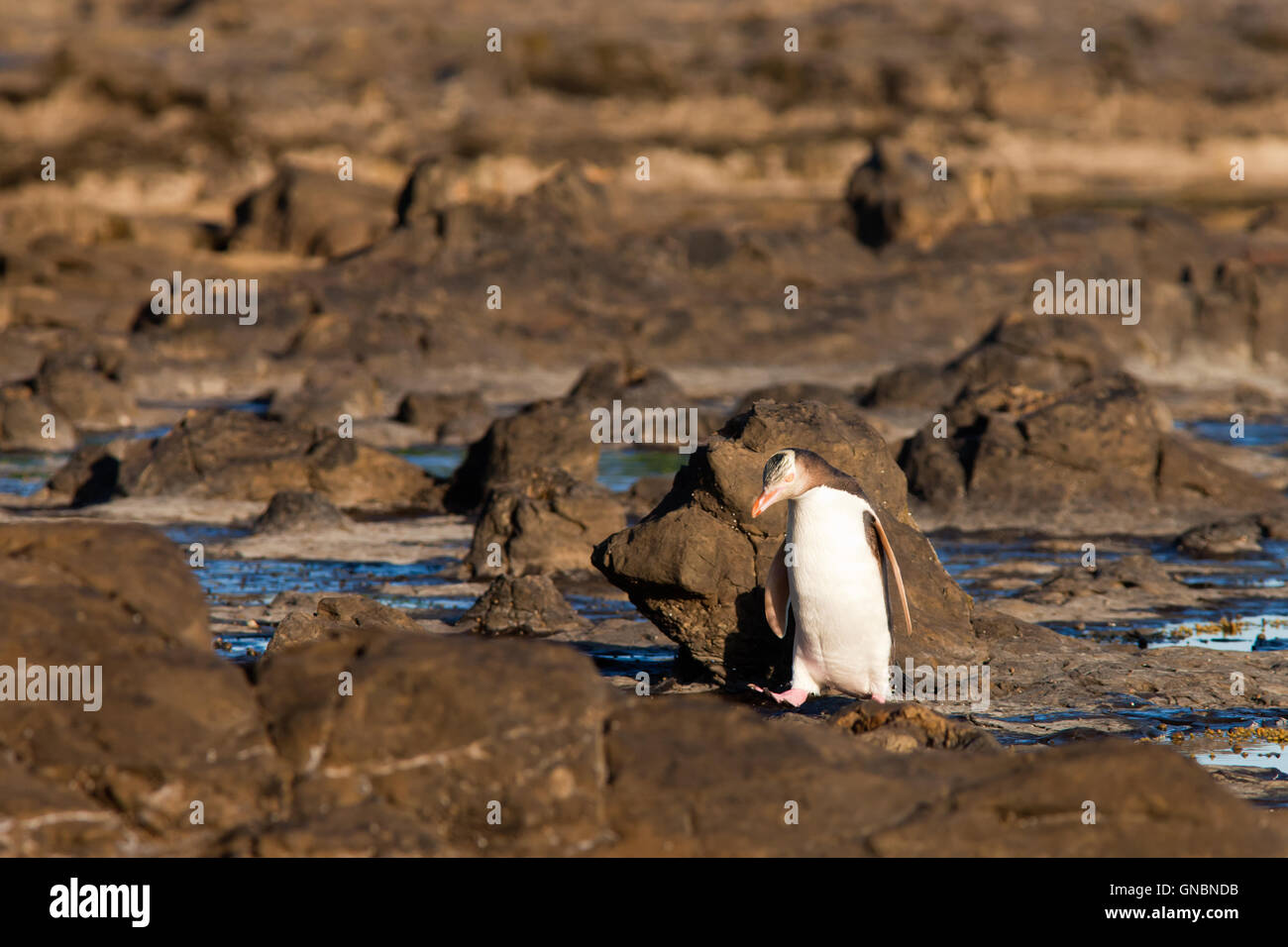 Adult NZ Yellow-eyed Penguin or Hoiho on shore Stock Photo - Alamy